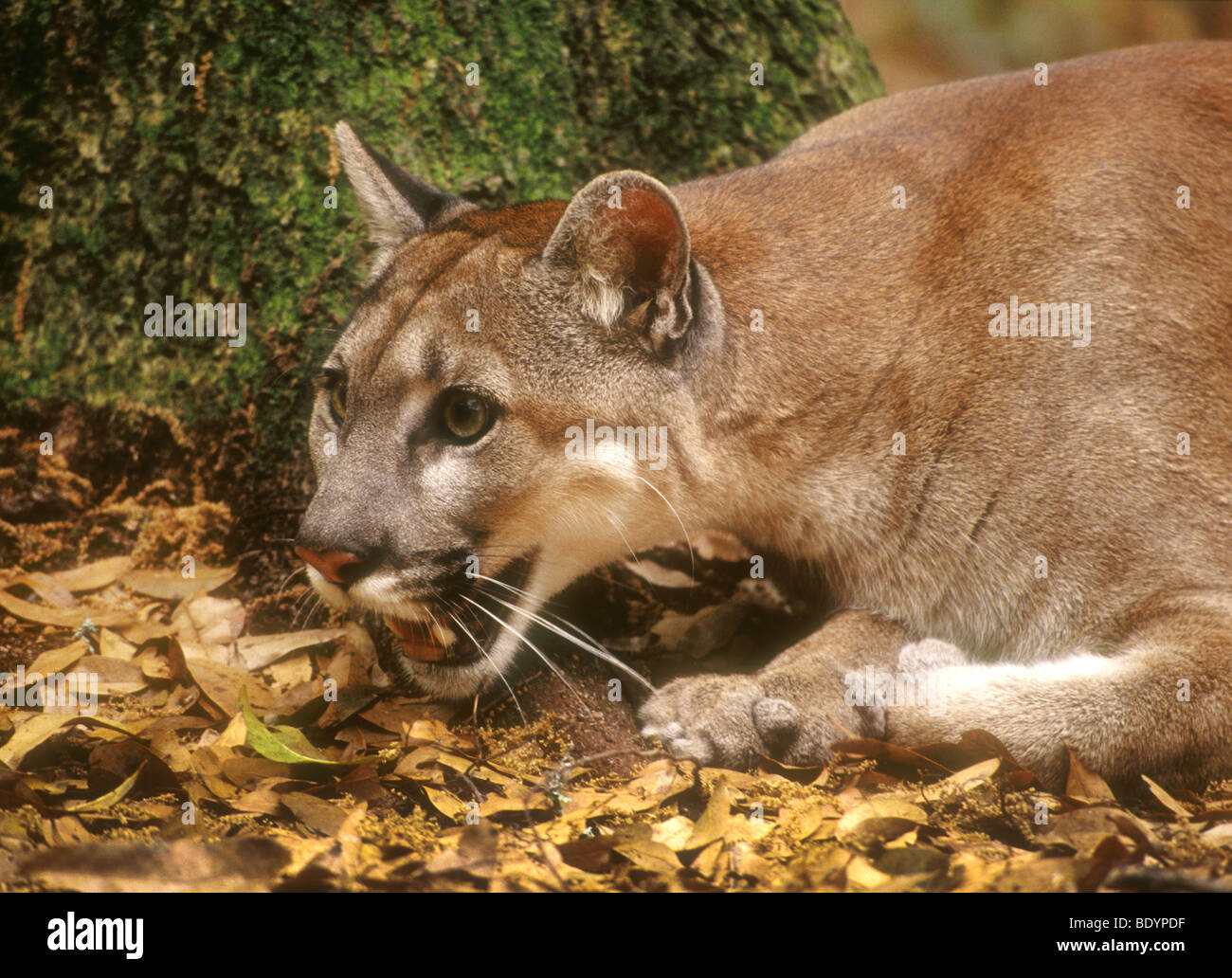 Captive Florida Panther female (felis concolor coryi Stock Photo - Alamy