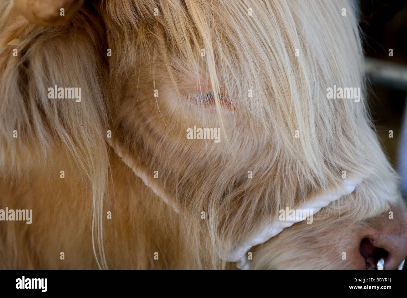 The eye of Highland cattle calf at a country show in Essex. Photo by ...