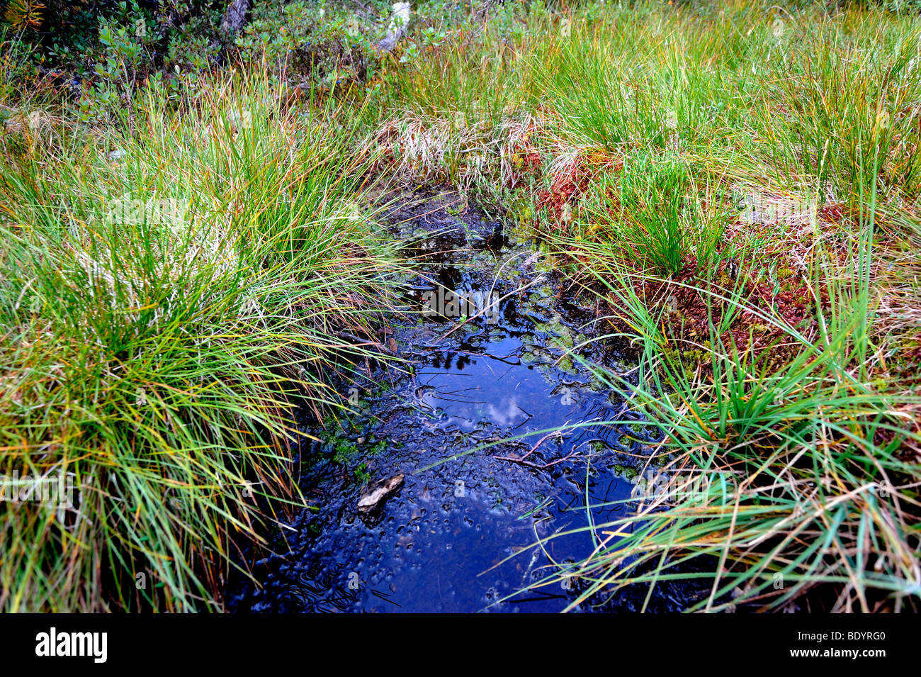Modrava Roklansky potok Sumava National Park Czech Republic ...