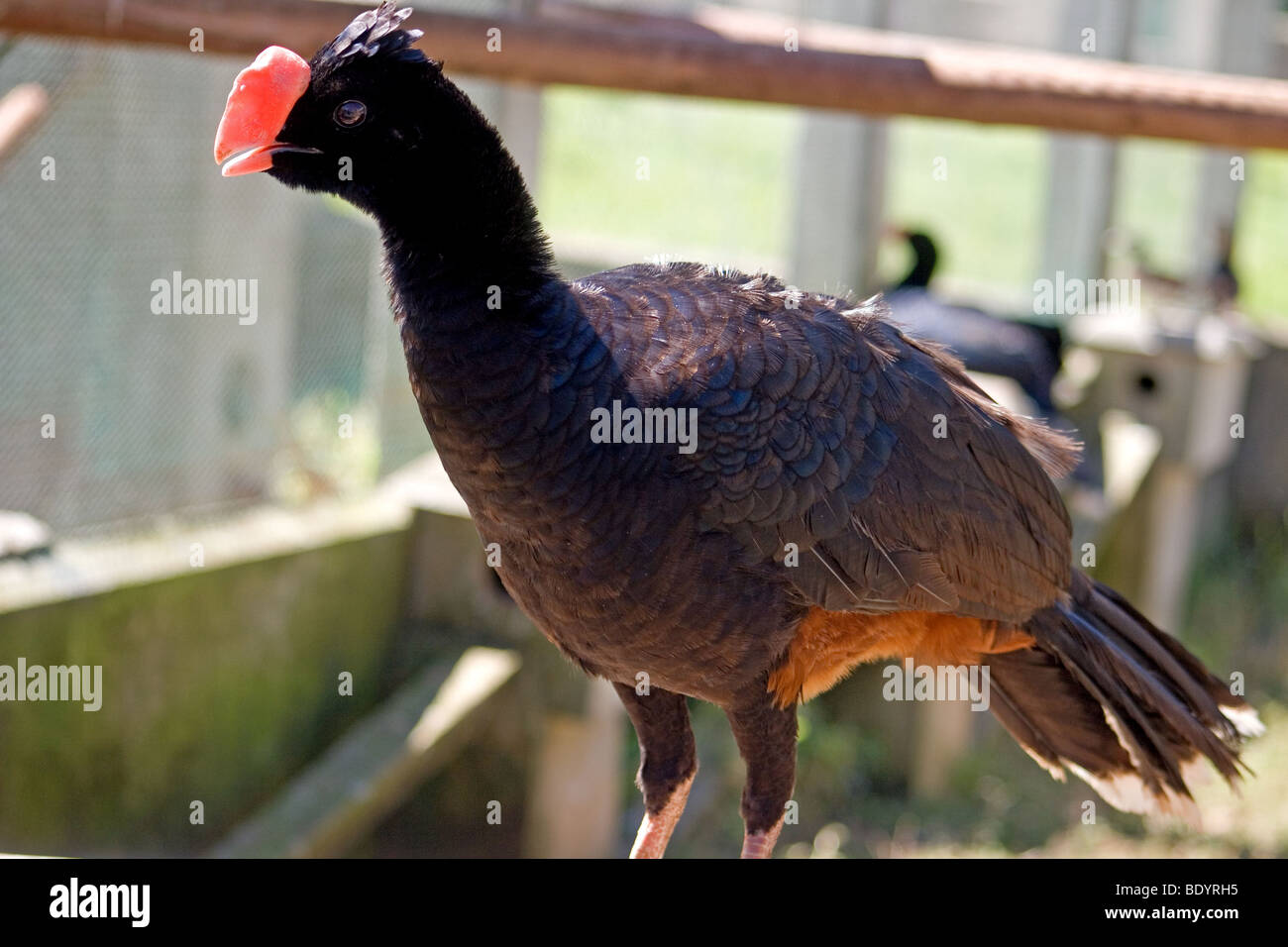 Close-up of Alagoas curassow Stock Photo - Alamy