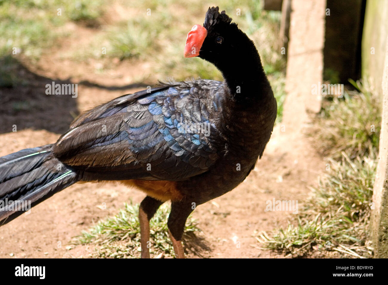 Close-up of Alagoas curassow Stock Photo - Alamy