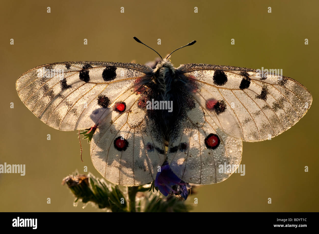 Apollofalter (Parnassius apollo) Apollo, Baden-Württemberg, Germany ...