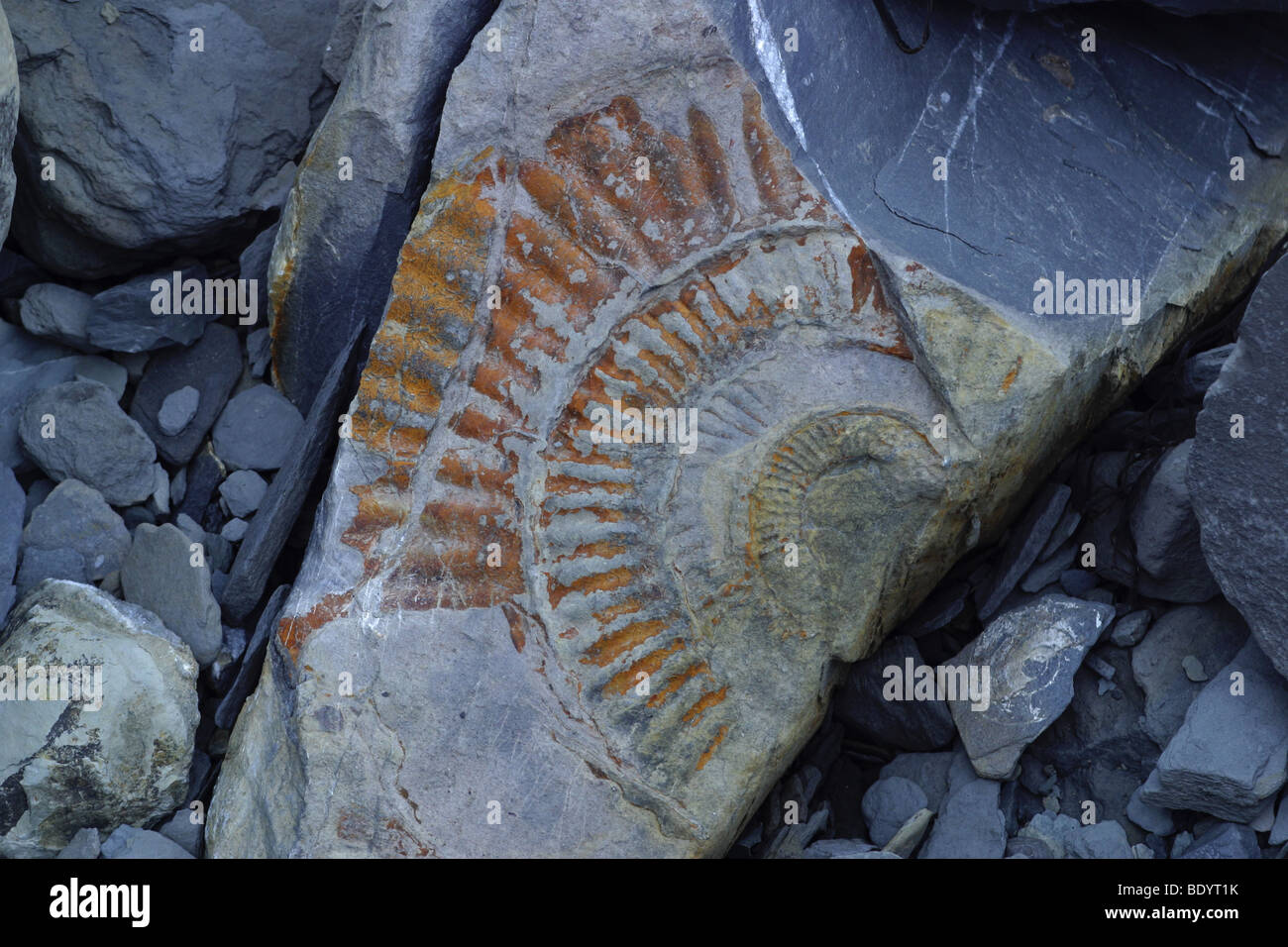 Fossil ammonite on beach near Kilve. Bristol Channel. Somerset Stock ...