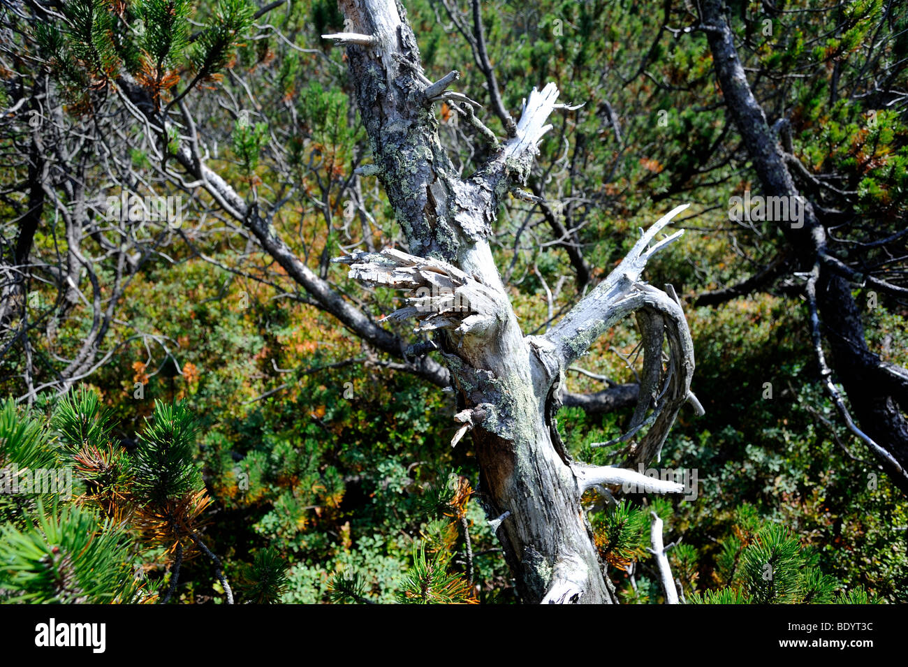 Modrava Roklansky potok Sumava National Park Czech Republic ...