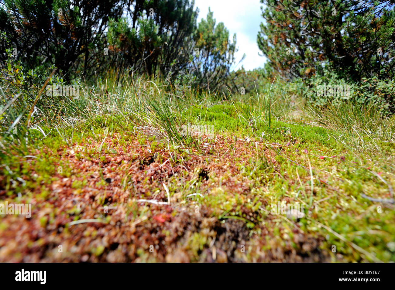 Modrava Roklansky potok Sumava National Park Czech Republic ...