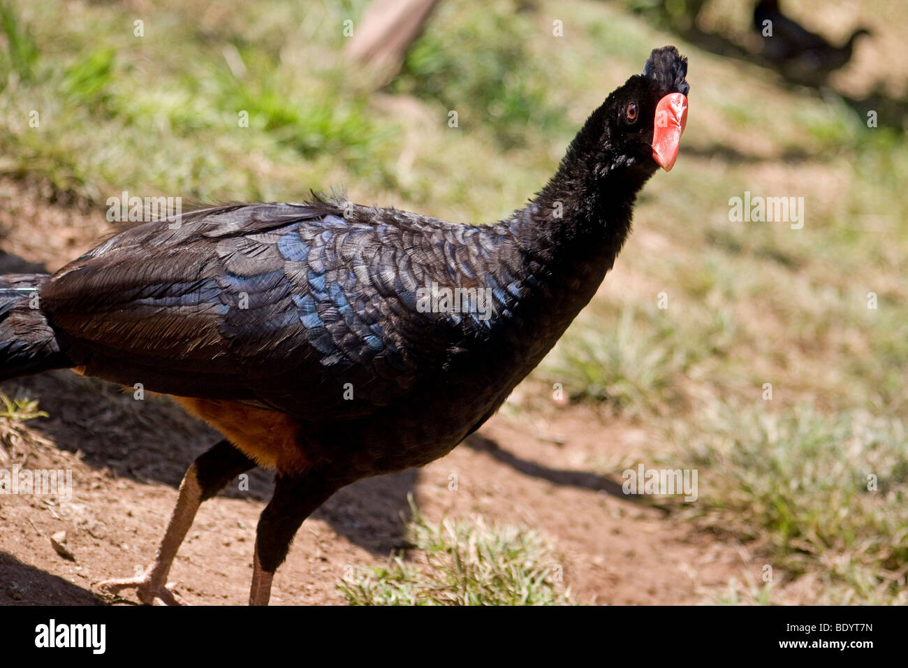 Close-up of Alagoas curassow Stock Photo - Alamy