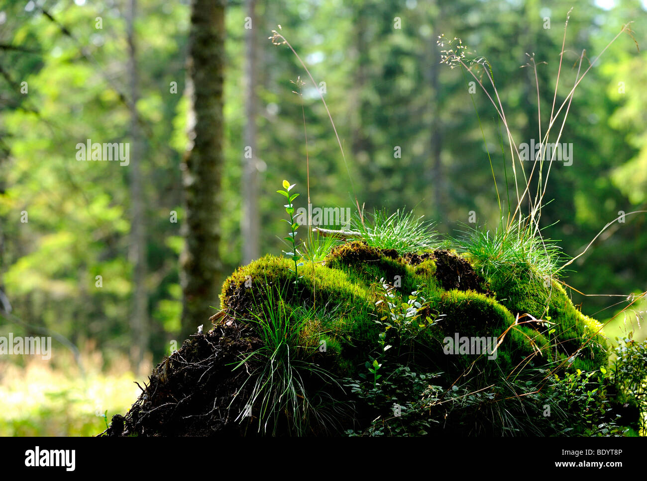 Modrava Roklansky potok Sumava National Park Czech Republic ...