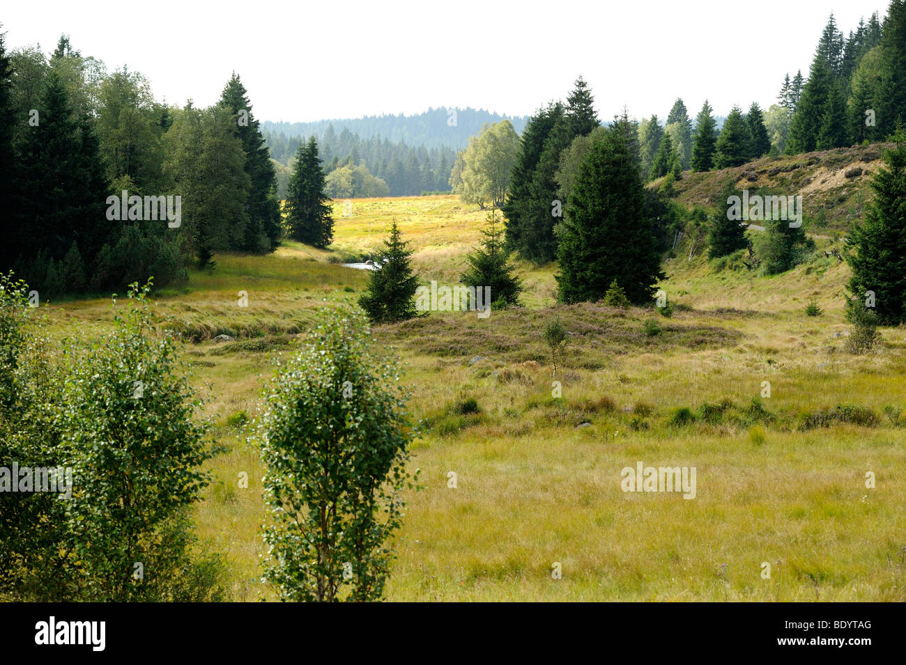 Modrava Roklansky potok Sumava National Park Czech Republic ...