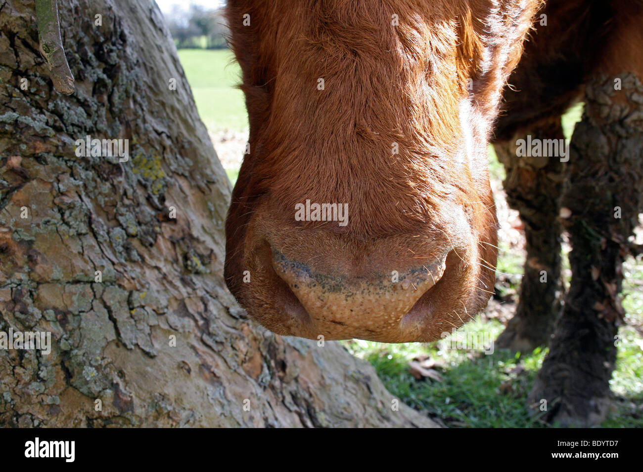 Cows nose hi-res stock photography and images - Alamy