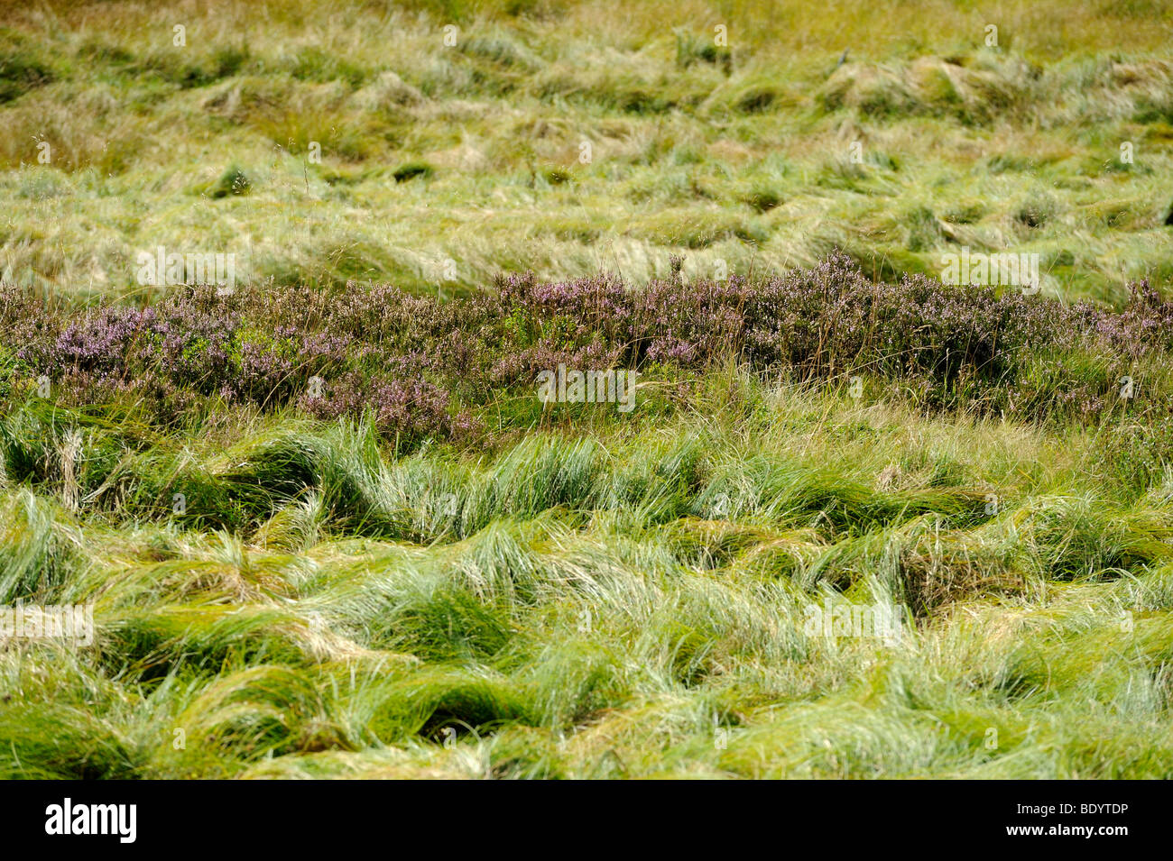 Modrava Roklansky potok Sumava National Park Czech Republic ...