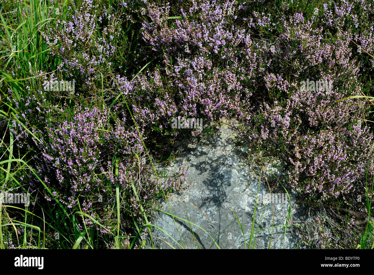 Modrava Roklansky potok Sumava National Park Czech Republic ...