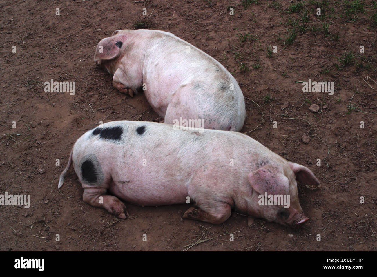 Gloucester oldspot hi-res stock photography and images - Alamy