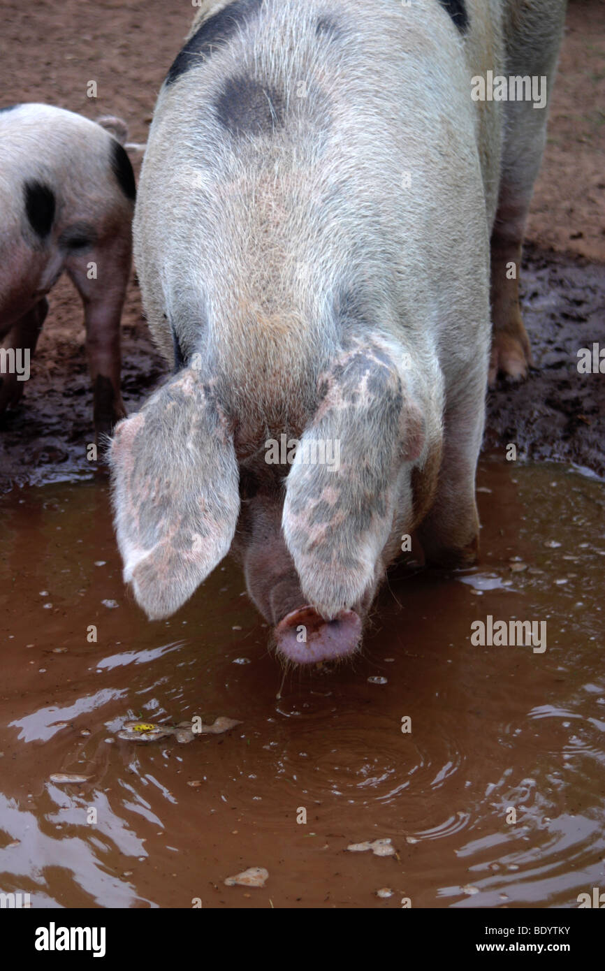 Gloucester Old Spot piglet drinking from puddle Stock Photo - Alamy