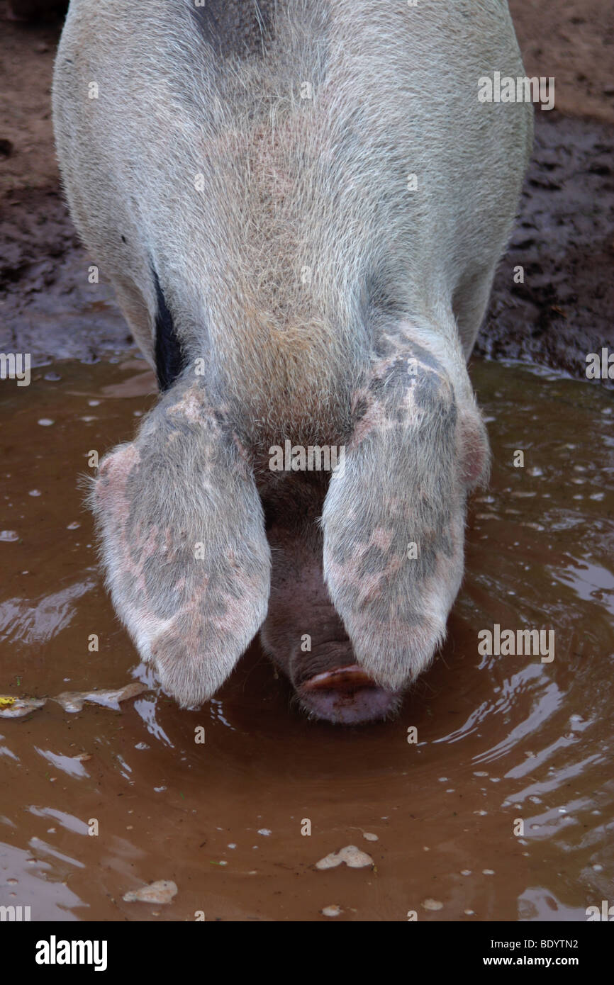 Gloucester Old Spot piglet drinking from puddle Stock Photo - Alamy