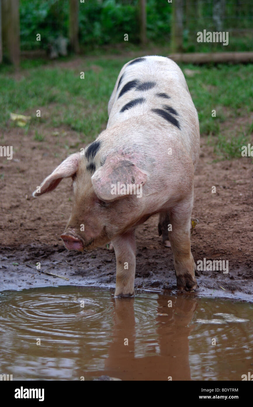 Gloucester Old Spot piglet drinking standing by puddle Stock Photo - Alamy