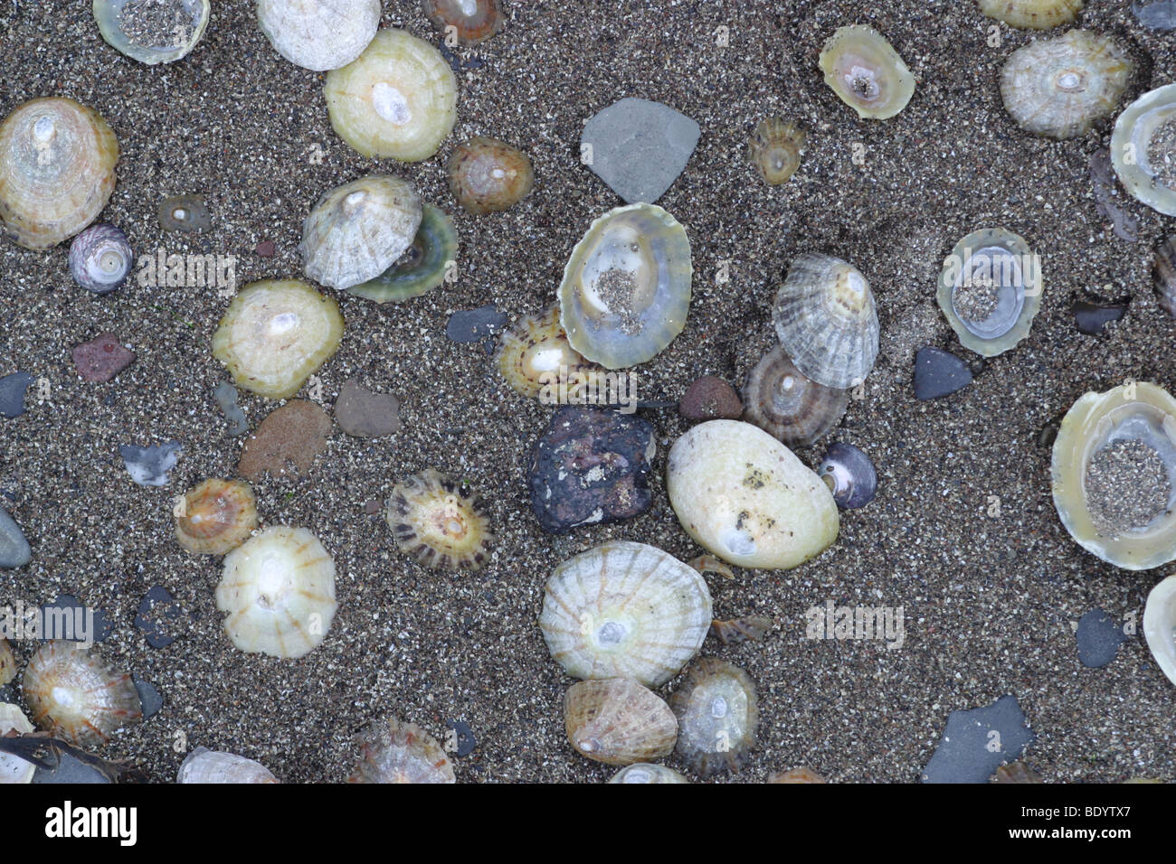 Seashells on beach. Bristol Channel Somerset. England Stock Photo - Alamy