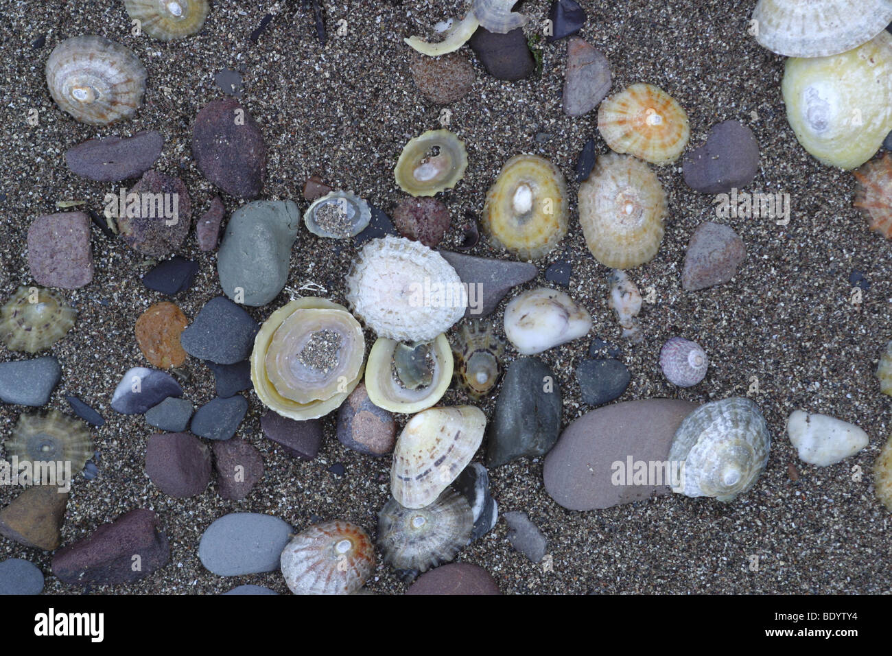Seashells on beach. Bristol Channel Somerset. England Stock Photo - Alamy