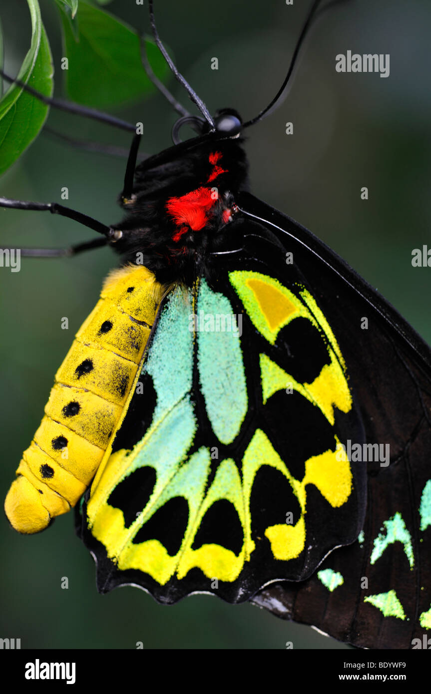 Cairns birdwing butterfly male close up hi-res stock photography and ...