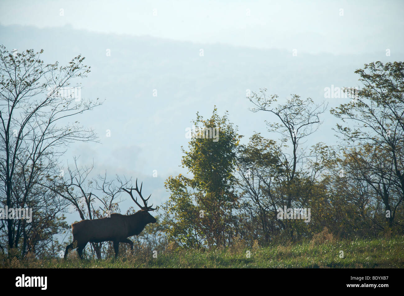 Elk in the tennessee hi-res stock photography and images - Alamy