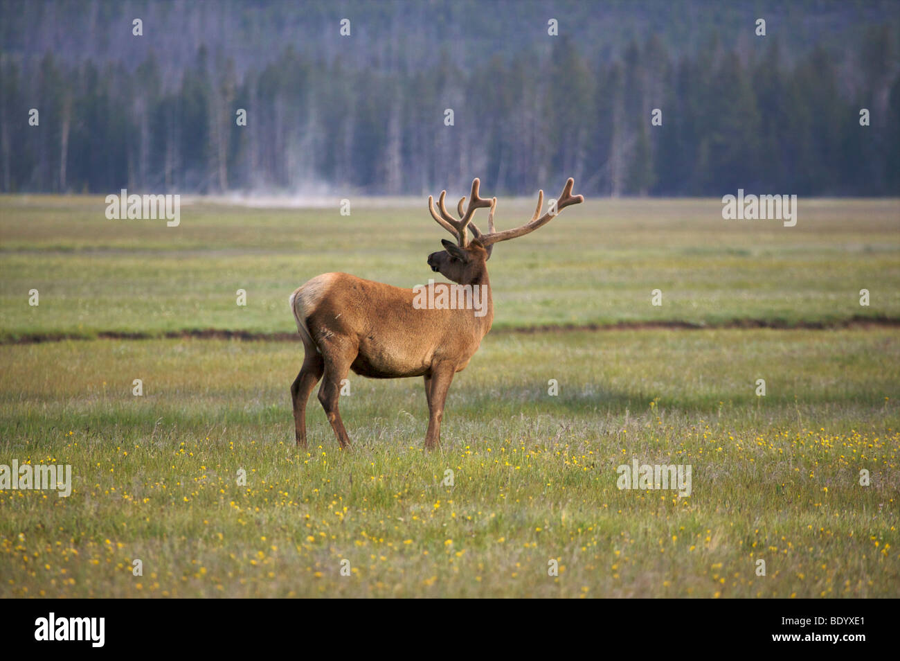 Bull Elk bugling at sunrise, Yellowstone National Park, Wyoming Stock ...