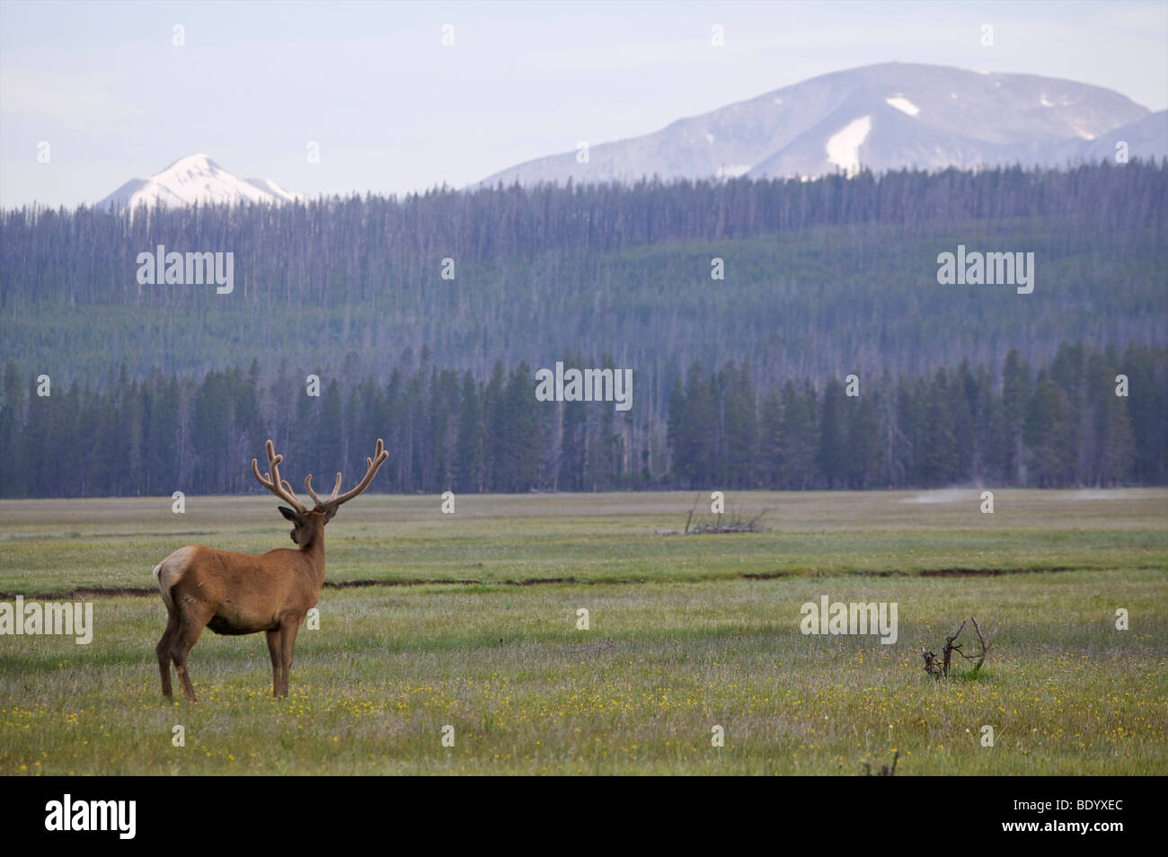 Yellowstone national park sunrise elk hi-res stock photography and ...