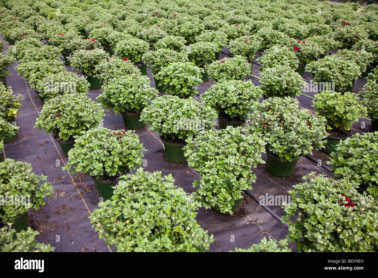 Mums growing a nursery Stock Photo - Alamy