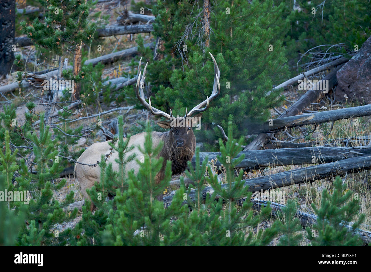 Massive bull elk hi-res stock photography and images - Alamy