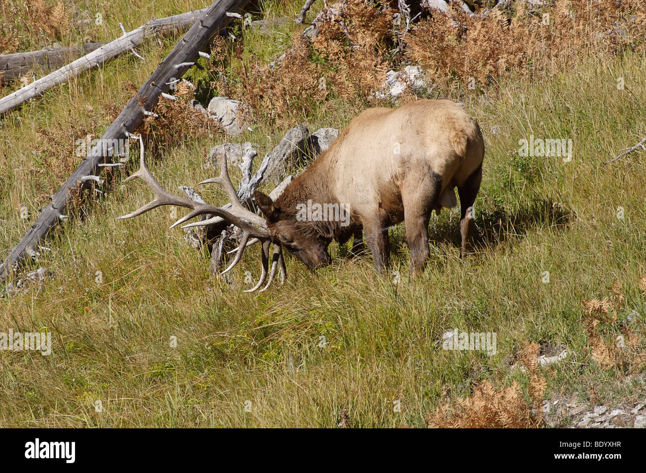 Massive Bull Elk Grazing in Yellowstone National Park Stock Photo - Alamy