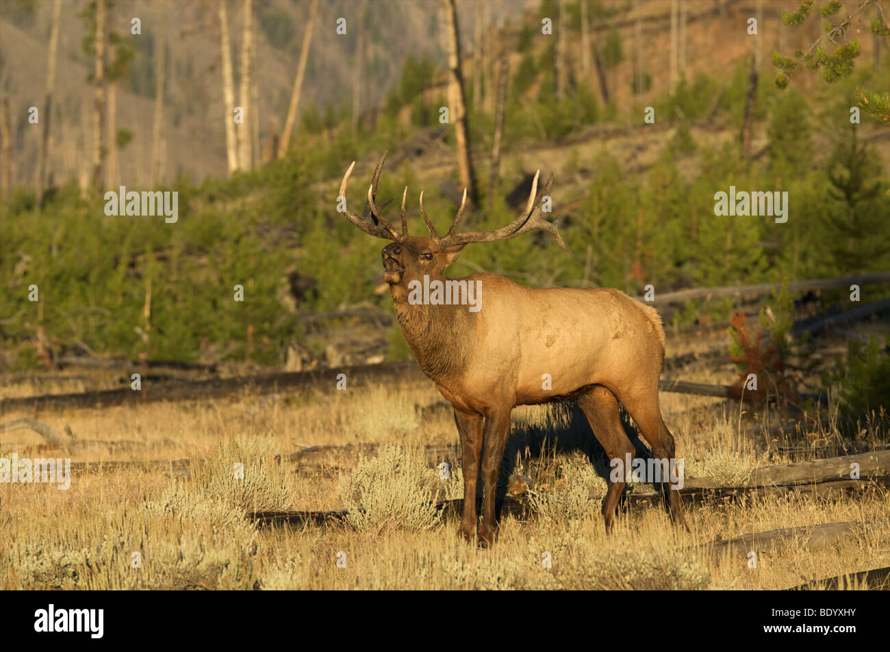 Bull Elk bugling Stock Photo - Alamy