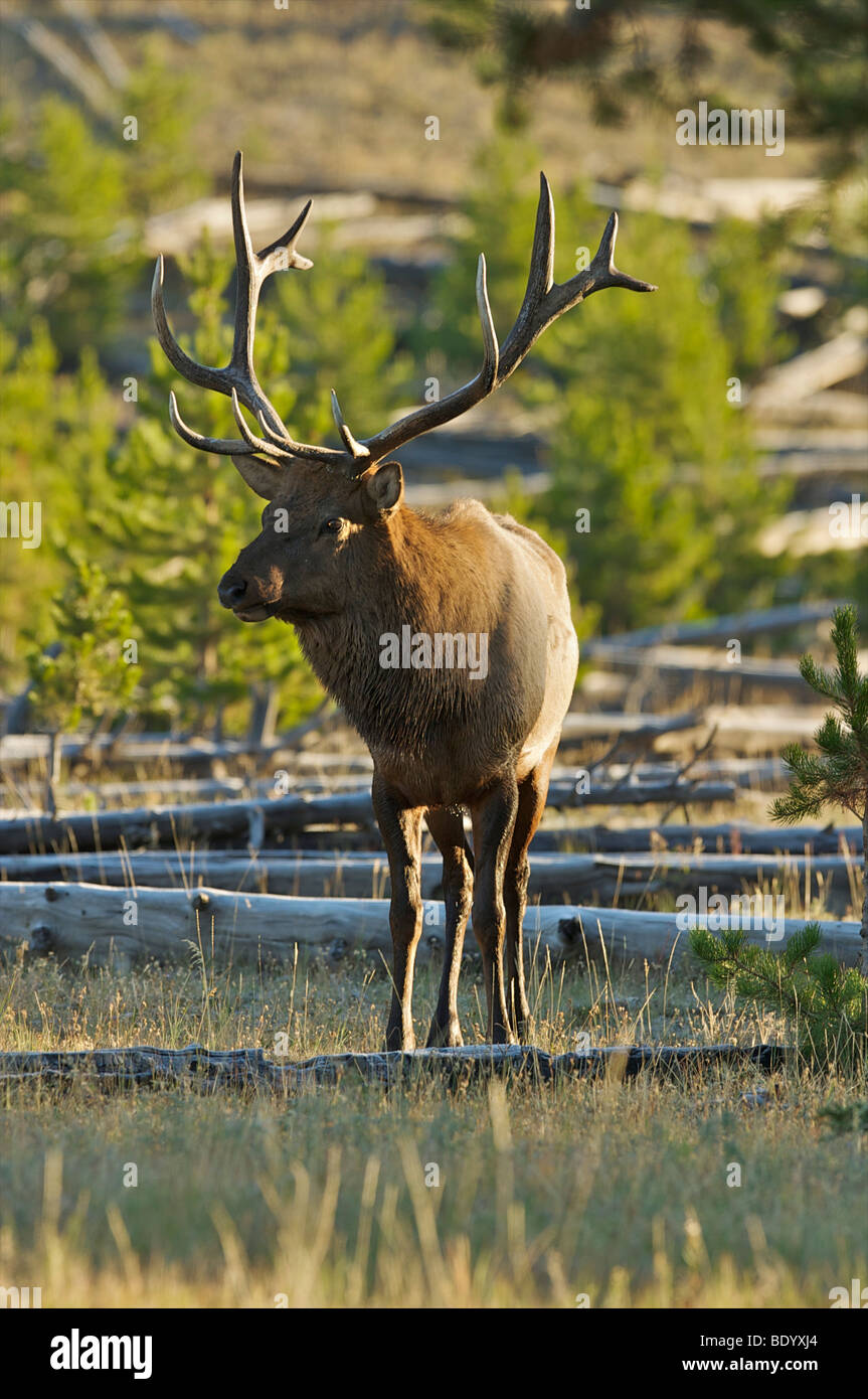 Bull pine tree bark hi-res stock photography and images - Alamy