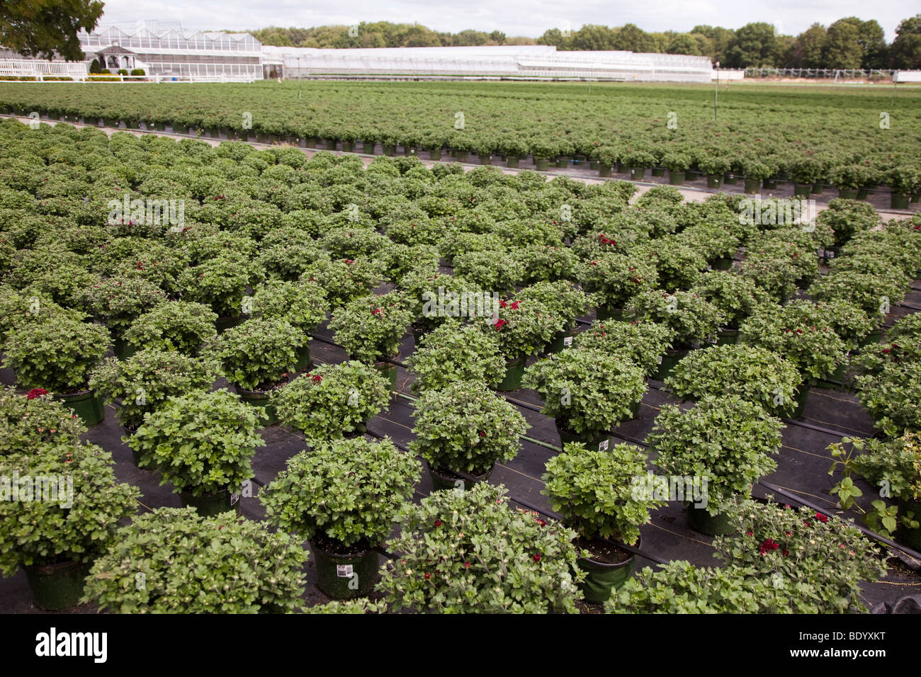 Mums growing a nursery Stock Photo - Alamy