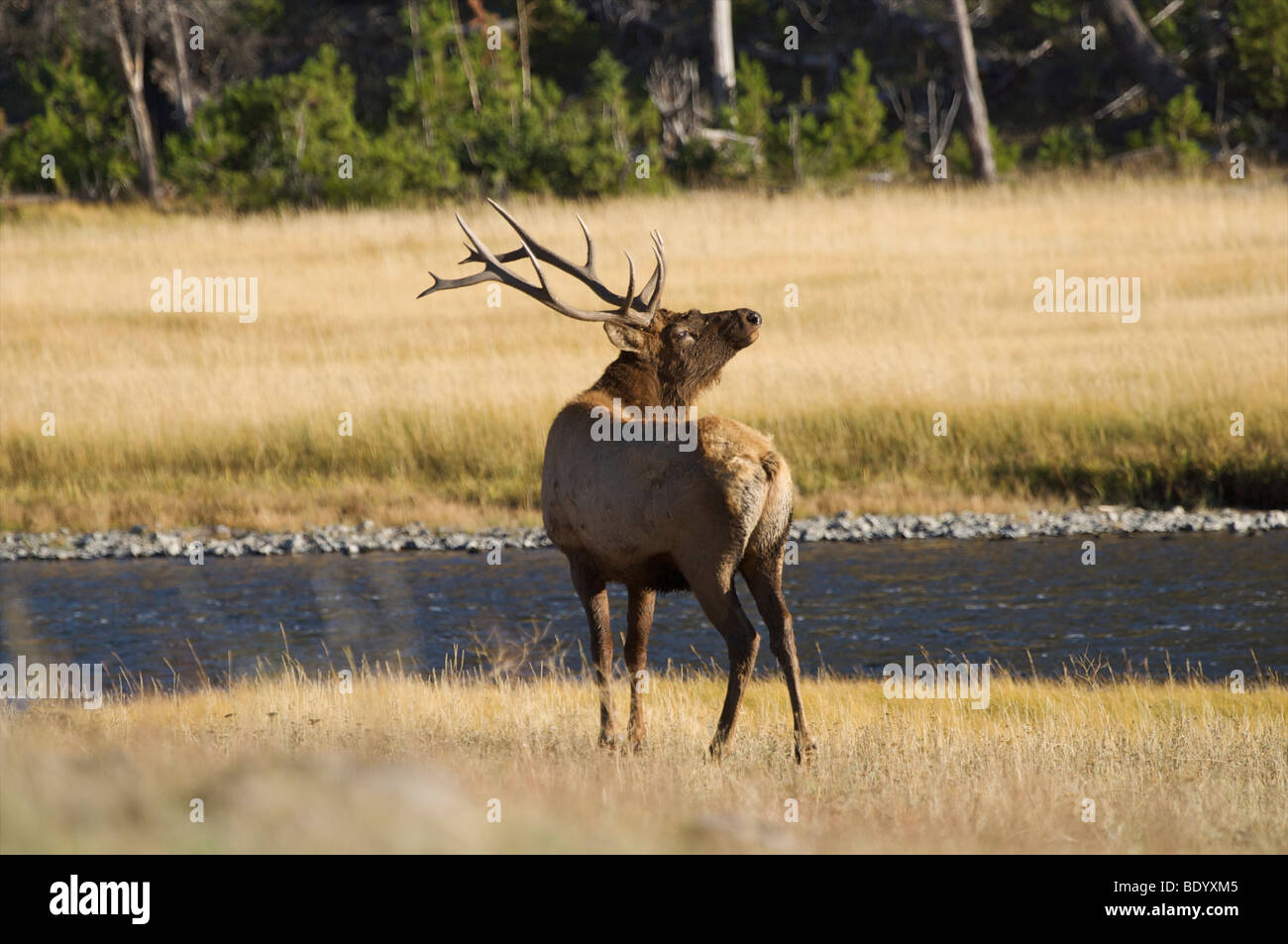Territorial posturing hi-res stock photography and images - Alamy