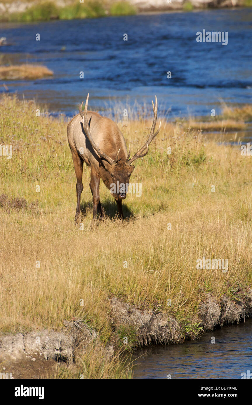 Bull Elk Lip curl display Stock Photo - Alamy
