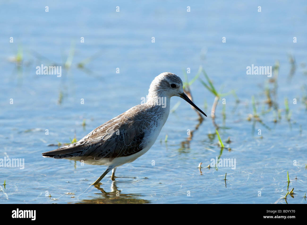 A wetland bird, wader, Bundala National Park, Sri Lanka Stock Photo - Alamy