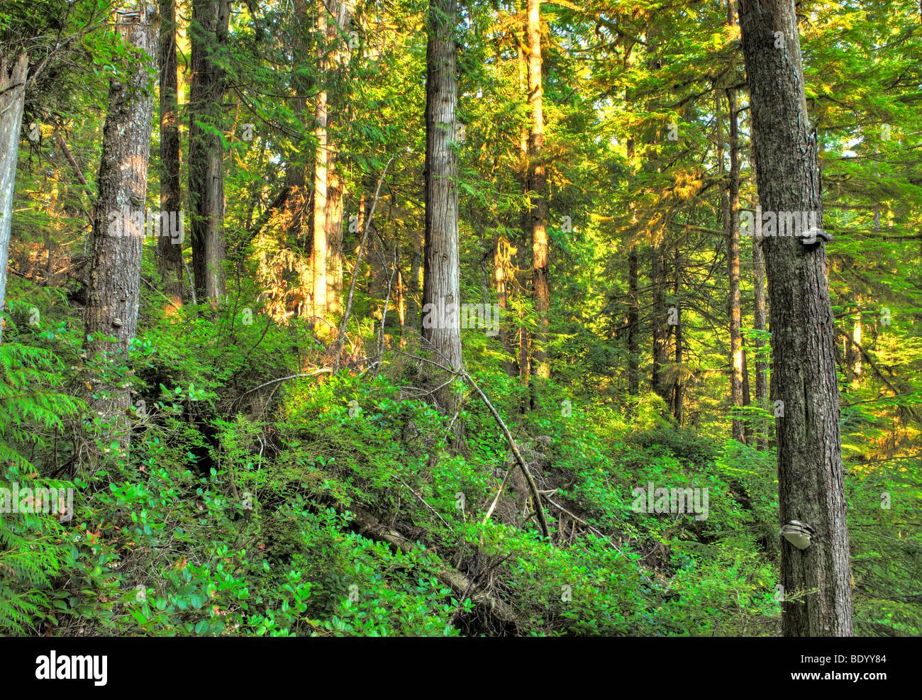 Rain forest pacific rim canada hi-res stock photography and images - Alamy