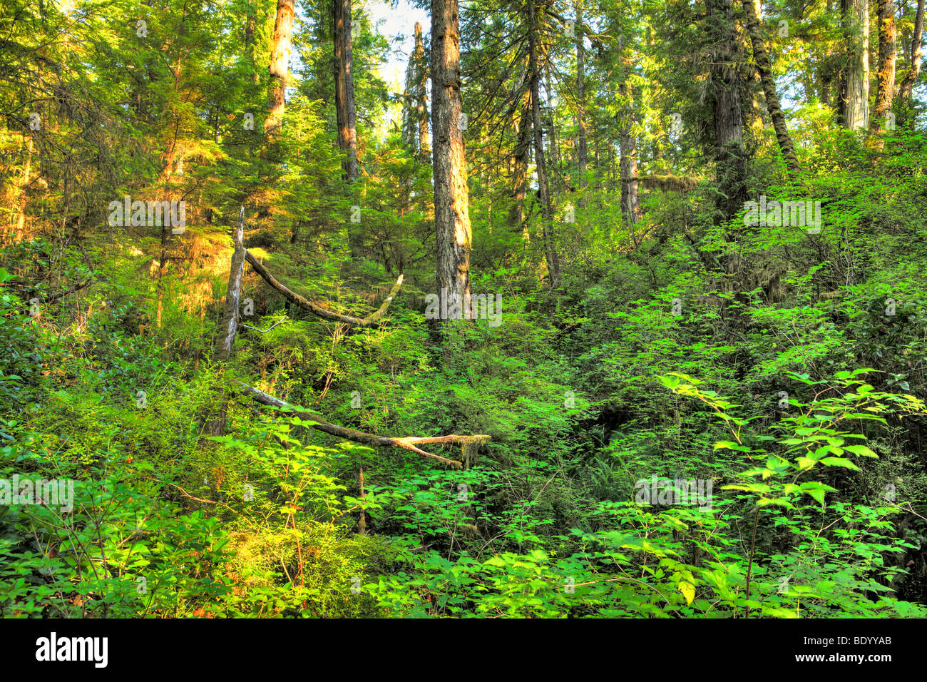 Rain Forest Trail, Pacific Rim National Park, British Columbia, Canada ...