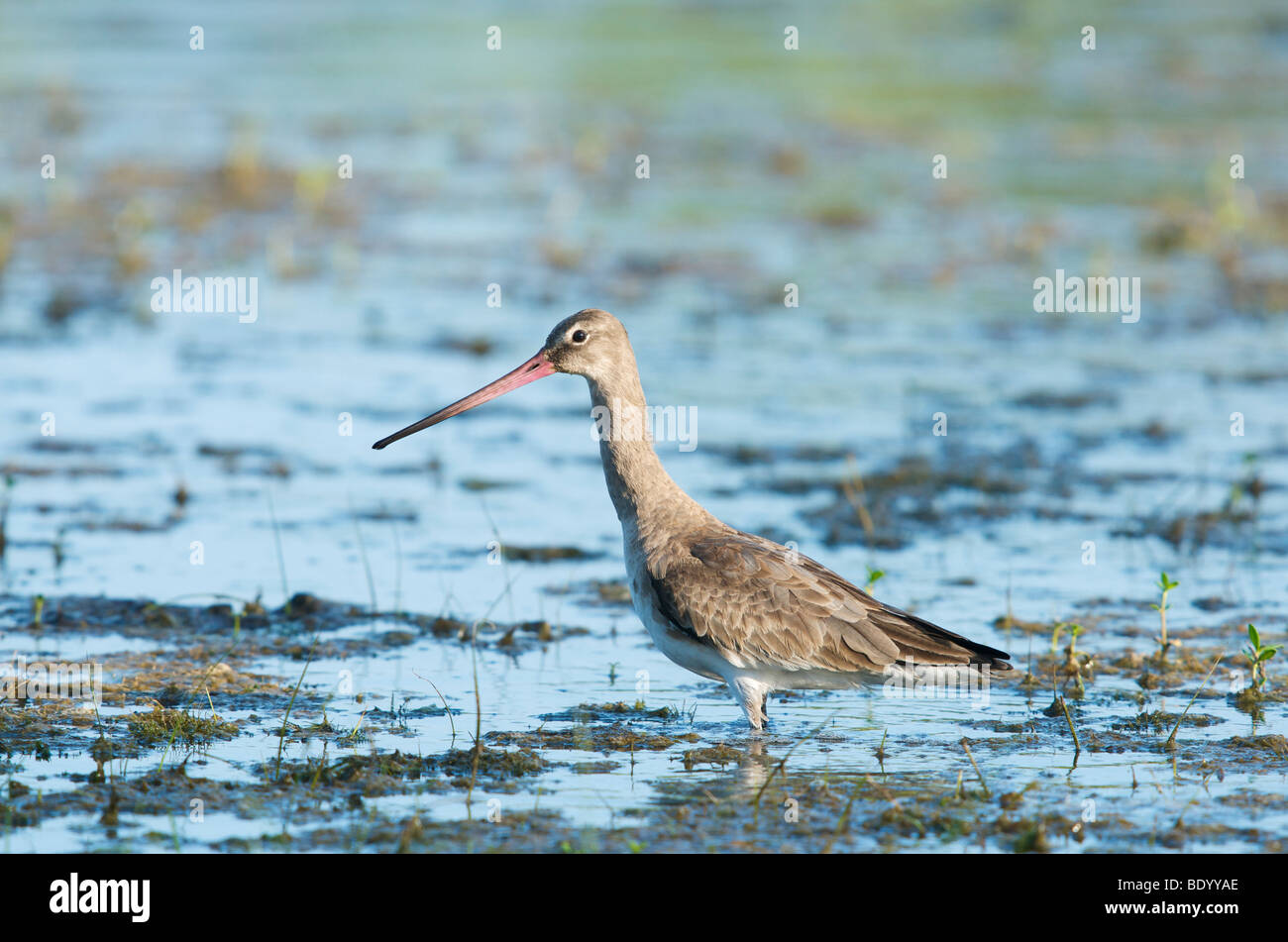 A wetland bird, wader, Bundala National Park, Sri Lanka Stock Photo - Alamy