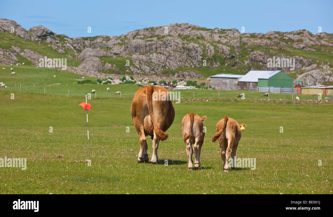 Isle of Iona Scotland - summer mother cow and calves on the golf course ...