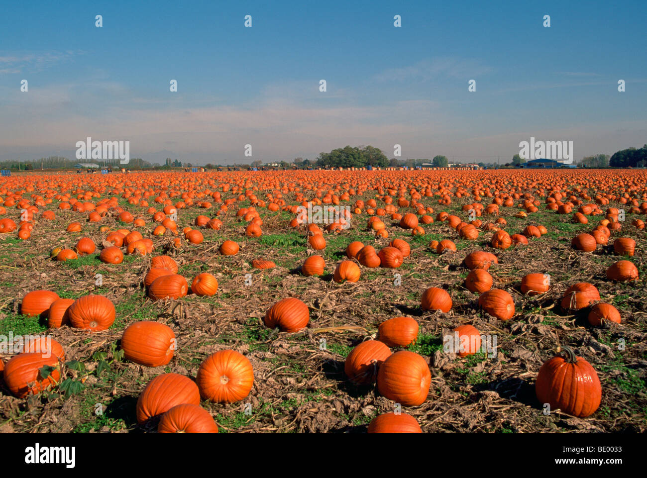 Pumpkin fields autumn blue sky hi-res stock photography and images - Alamy