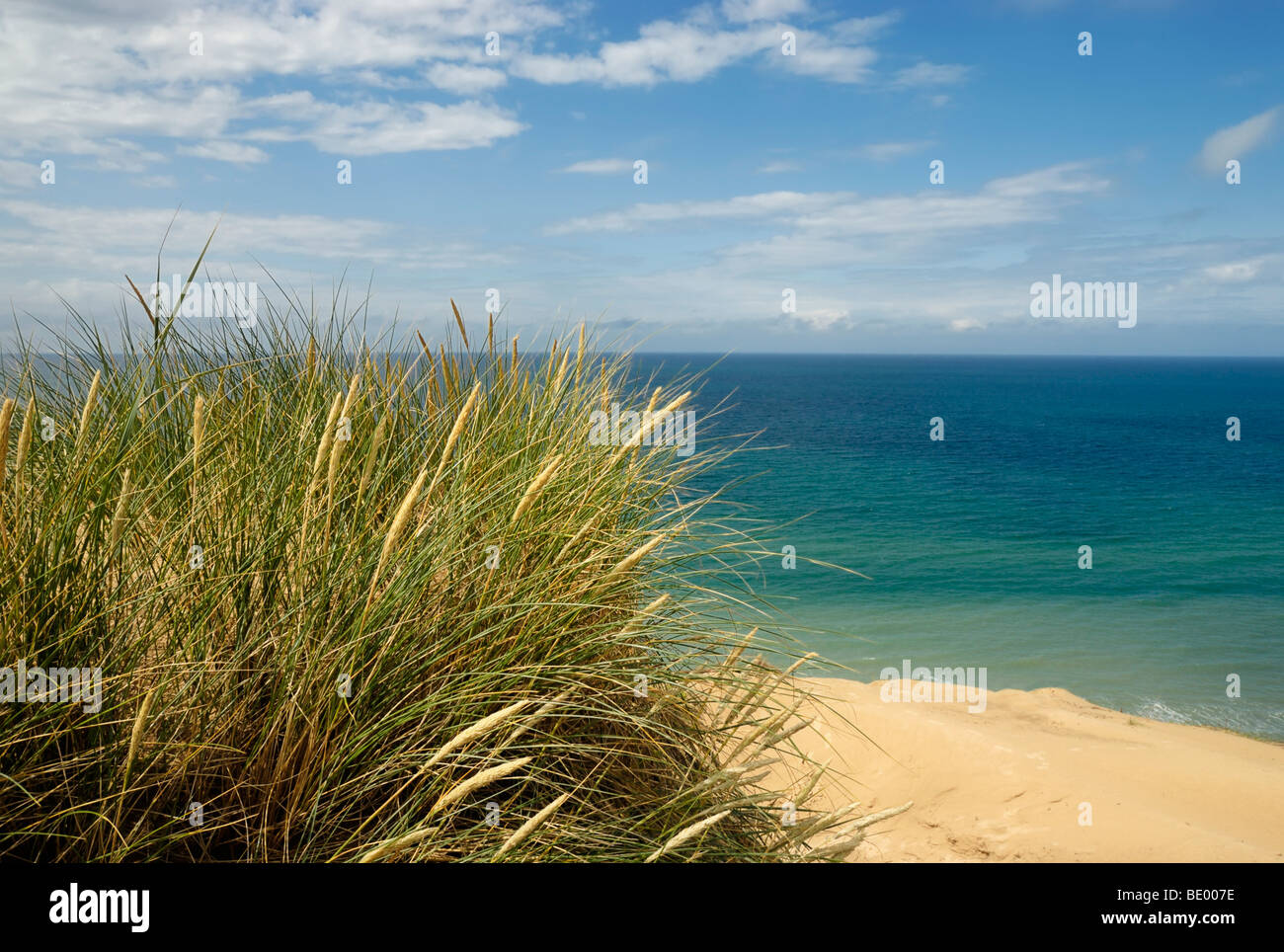 European Marram Grass or European Beachgrass (Ammophila arenaria) in ...