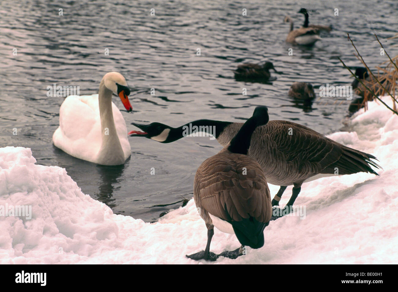 Stanley Park, Vancouver, BC, British Columbia, Canada - Mute Swan ...