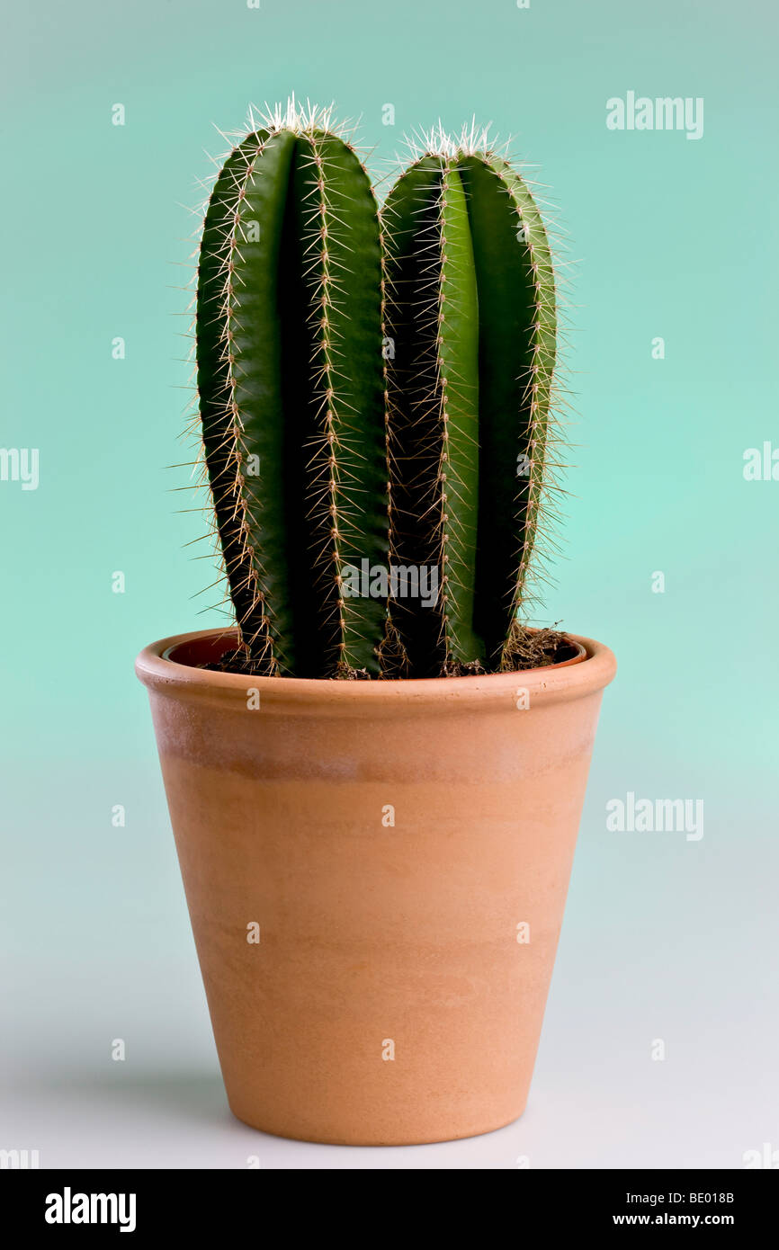 Cereus cactus hi-res stock photography and images - Alamy