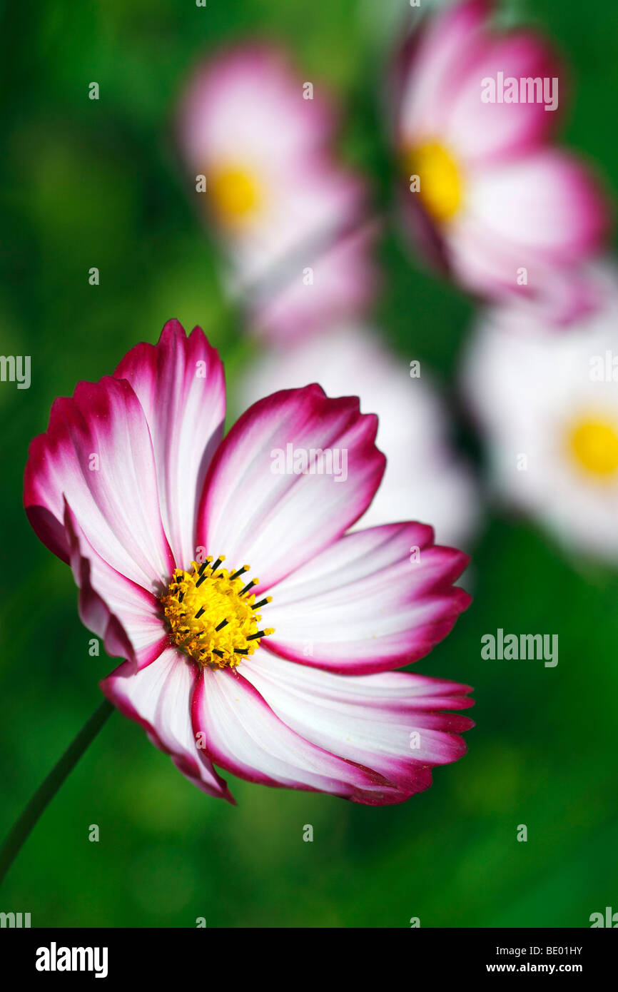 Flowering Mexican Aster, Garden Cosmos (Cosmos bipinnatus Stock Photo ...