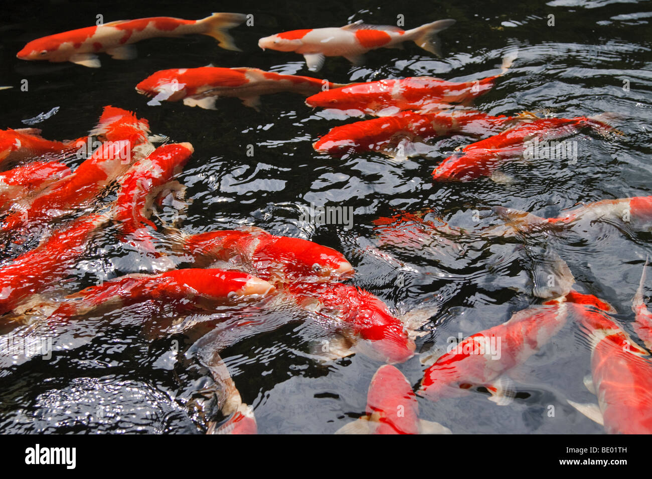 Group of ornamental fishes hi-res stock photography and images - Alamy