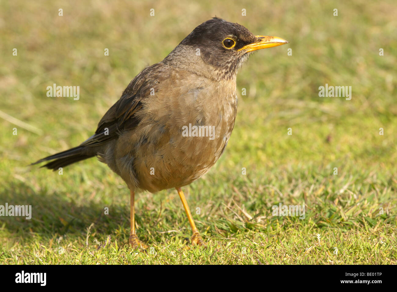 Austral Thrush (Turdus falcklandii falcklandii), Falkland Islands Stock ...