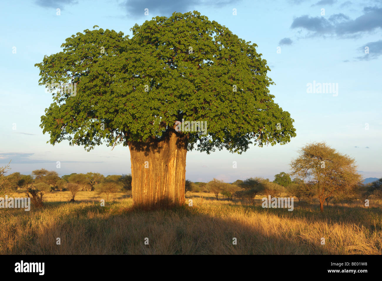 Baobab tree (Adansonia) in Tarangire National Park, Tanzania, Africa ...