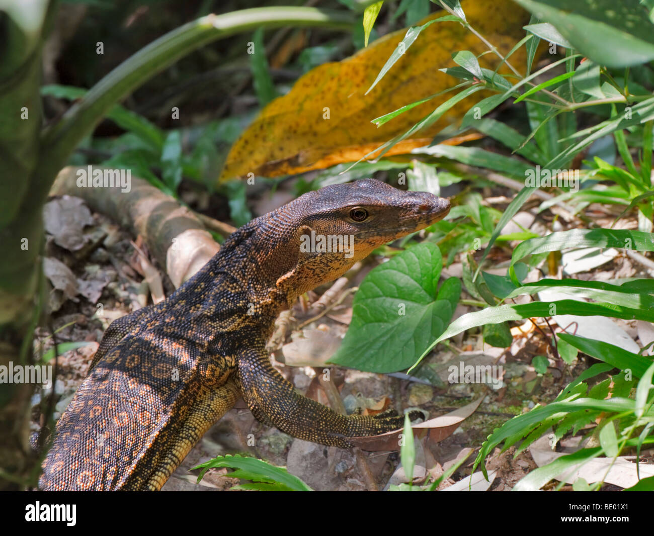 Malaysian Water Monitor (Varanus salvator), juvenile Stock Photo - Alamy
