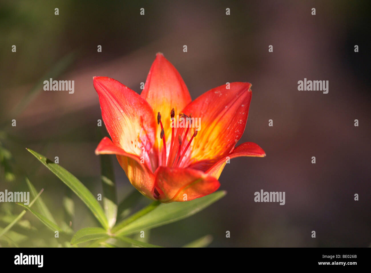 Feuerlilien orange hi-res stock photography and images - Alamy