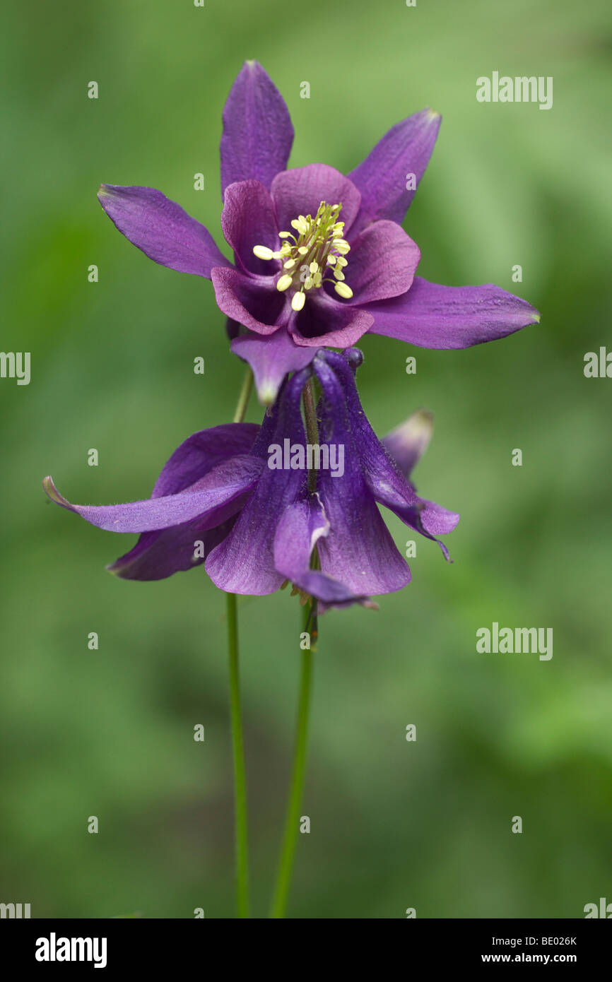 Common Columbine (Aquilegia vulgaris Stock Photo - Alamy