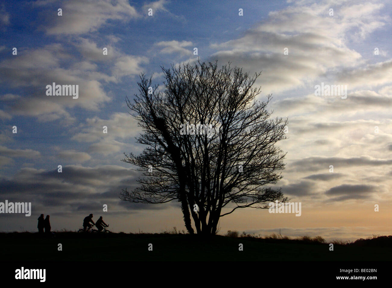 One tree sunset hi-res stock photography and images - Alamy